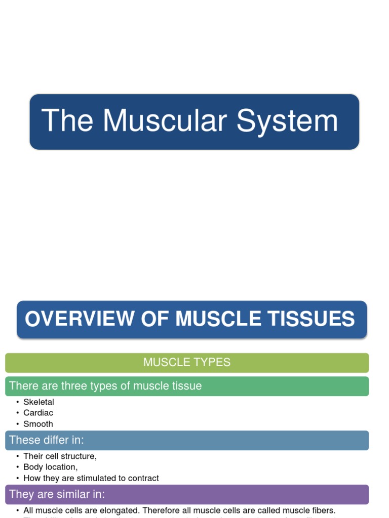 07 Human Physiology The Muscular System | PDF | Anatomical Terms Of ...
