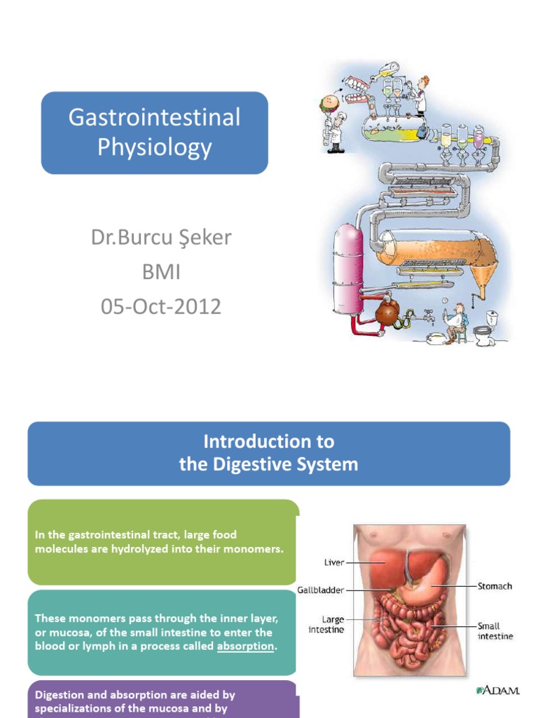 13 Human Physiology Gastrointestinal Physiology | PDF ...