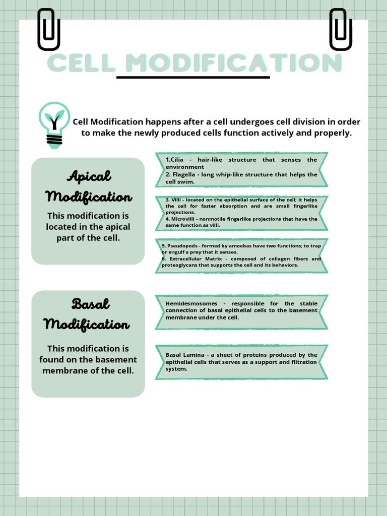 Cell Modification | PDF | Epithelium | Cell Membrane