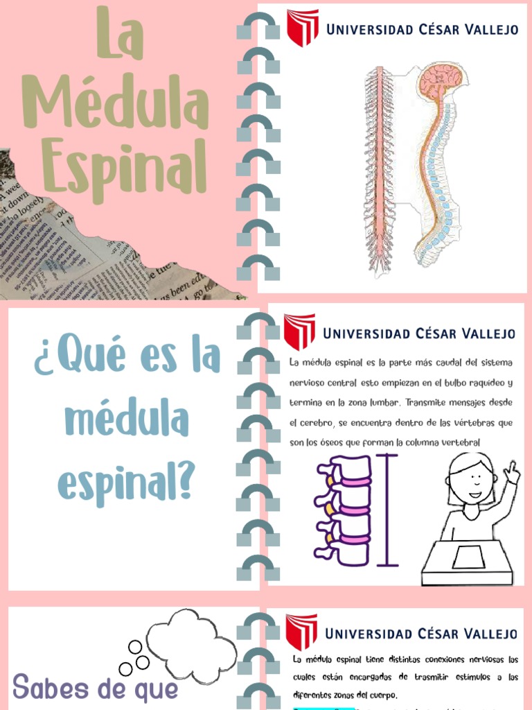 Médula | PDF | Médula espinal | Cerebro