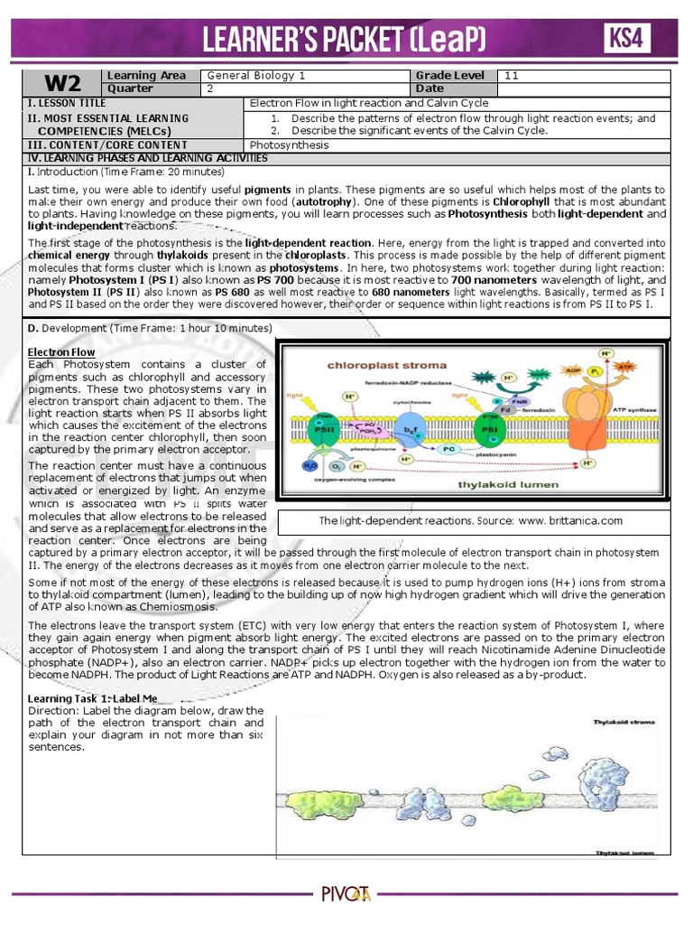 Q2 STEM General Biology 1 Week 2 | PDF | Photosynthesis | Branches Of ...