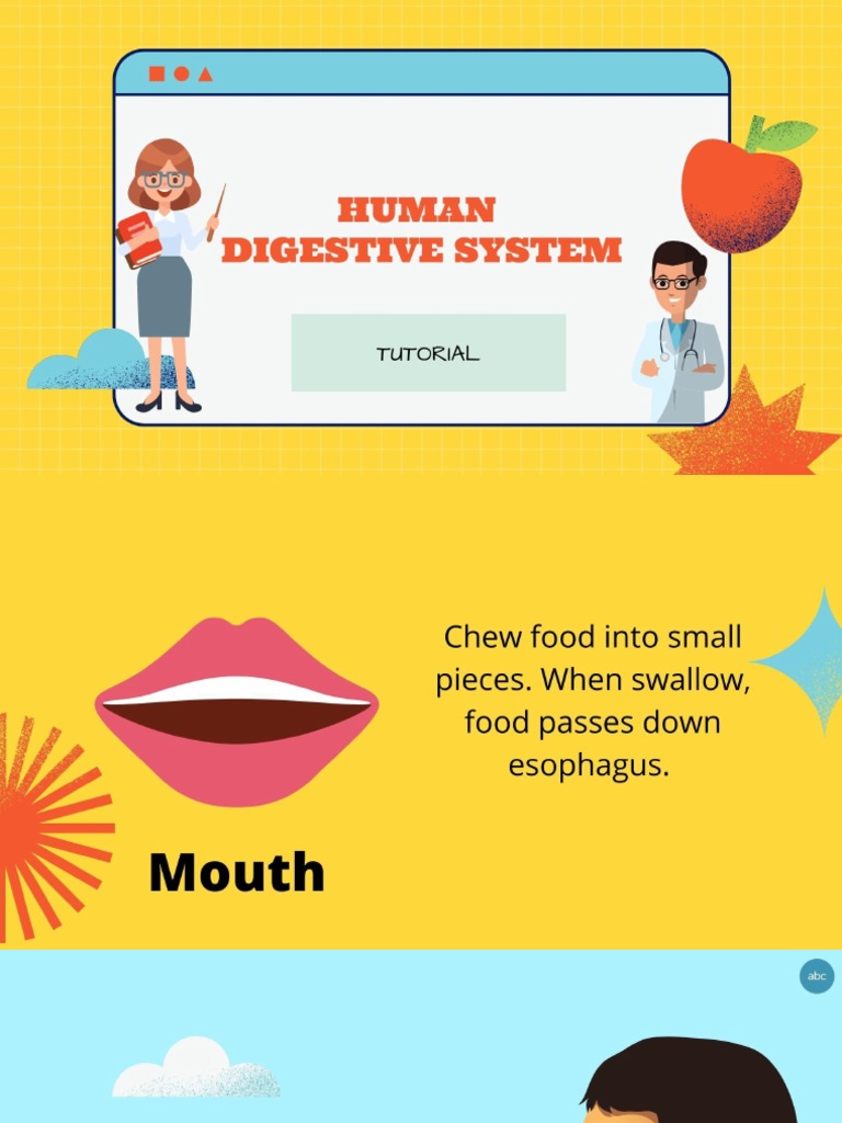 Digestive System Notes | PDF