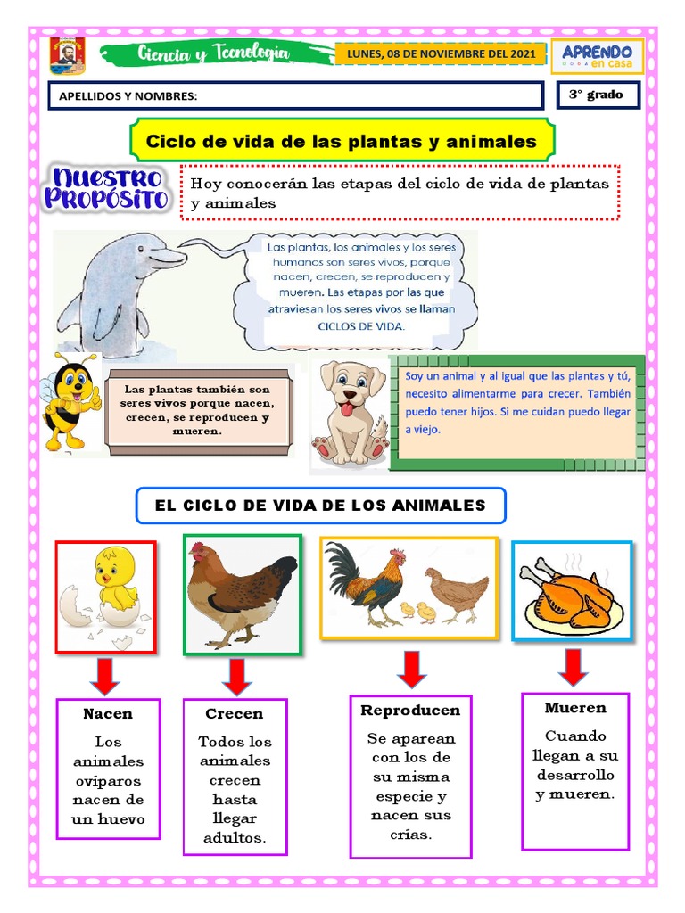 Ciclo De Vida De Los Animales