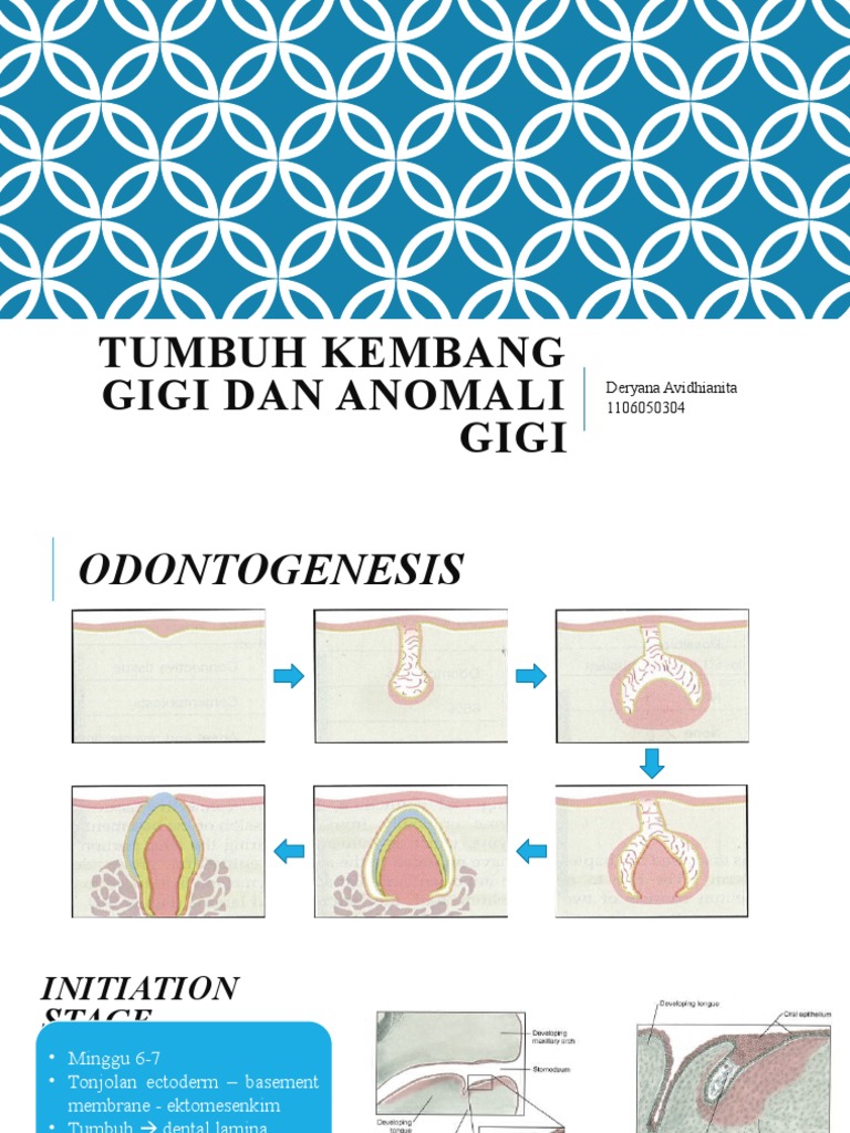 Odontogenesis | PDF