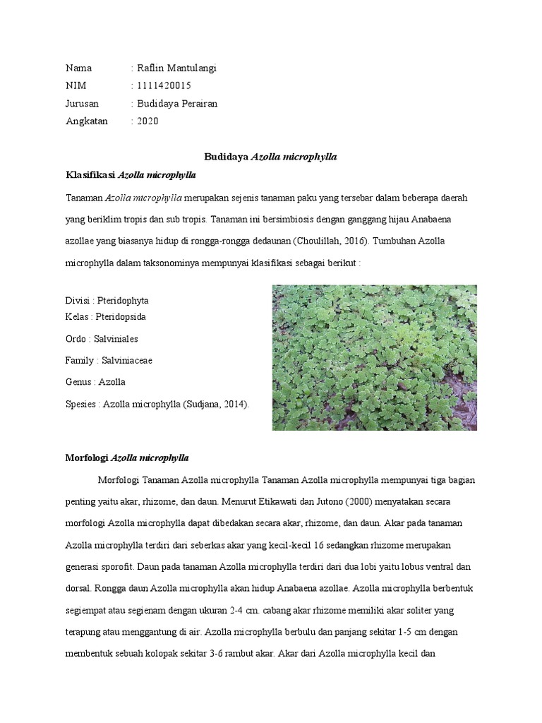 Rangkuman Pakan Azolla | PDF