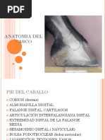 Anatomía del húmero en perros | PDF | Codo | Sistema esquelético