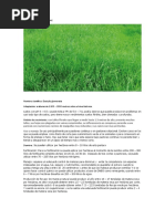 Ficha Técnica Del Pasto Guinea (Panicum Máximum Cv. Guinea Común) | PDF