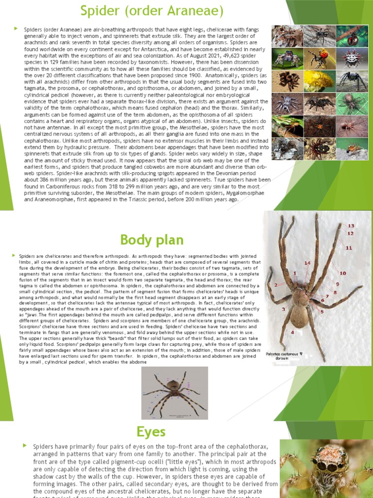 Overview of Spider Characteristics | PDF | Spider | Spider Web