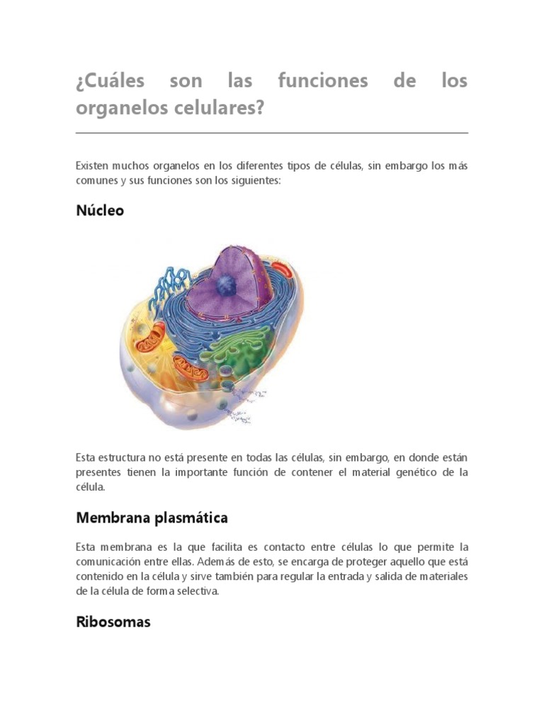 Cuáles Son Las Funciones de Los Organelos Celulares | PDF | Salud y ...
