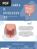 GUÍA de PROCEDIMIENTOS Control de La Diuresis | PDF | Vejiga urinaria ...