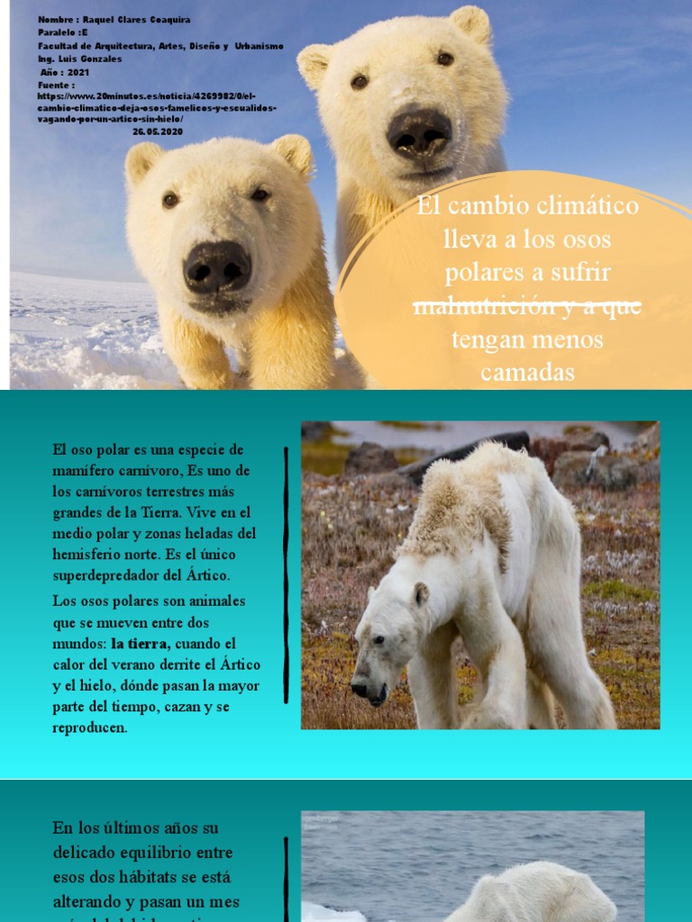 Osos Polares | PDF | Oso polar | Osos