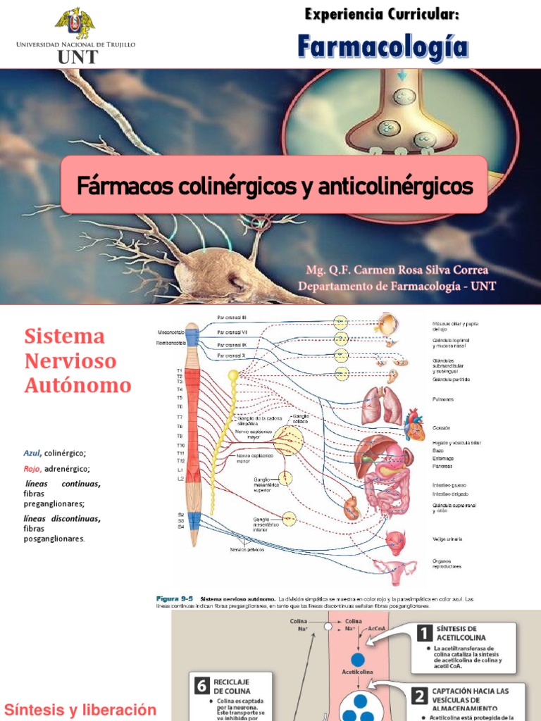 Farmacos Colinergicos y Anticolinergicos | PDF | Acetilcolina ...