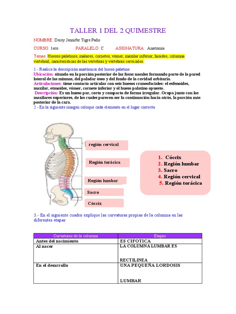 Taller Anatomia Tigre | PDF | La columna vertebral | Vértebra