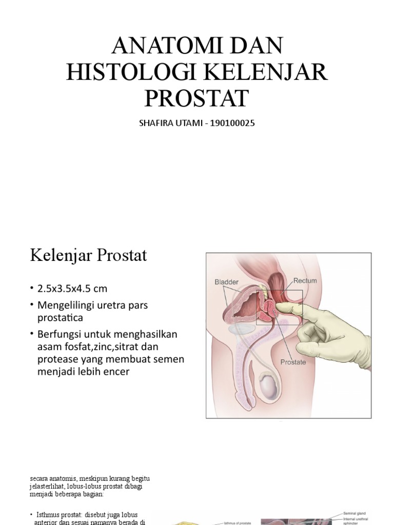 Anatomi Dan Histologi Kelenjar Prostat | PDF | Kesehatan Holistik | Ilmu Sosial