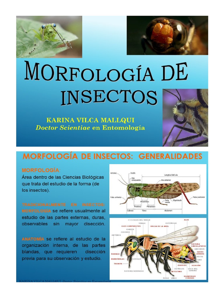 Morfologia de Insectos | PDF