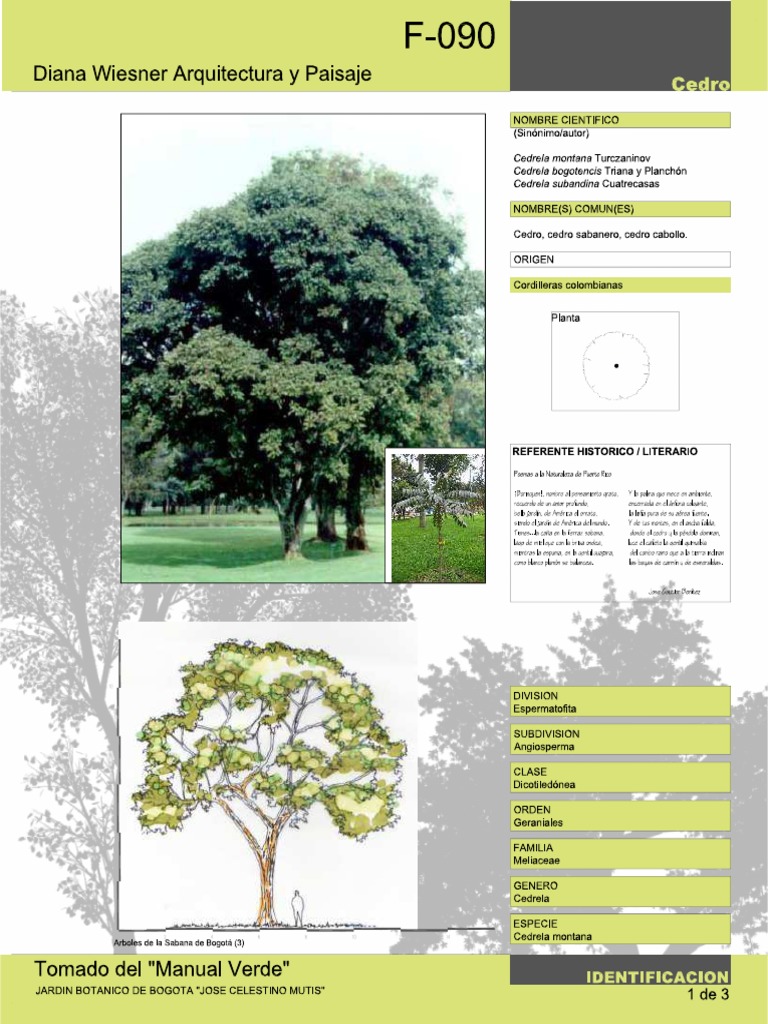 Cedro - Ficha Tecnica | PDF