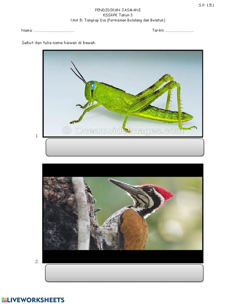 Belalang Belatuk | PDF