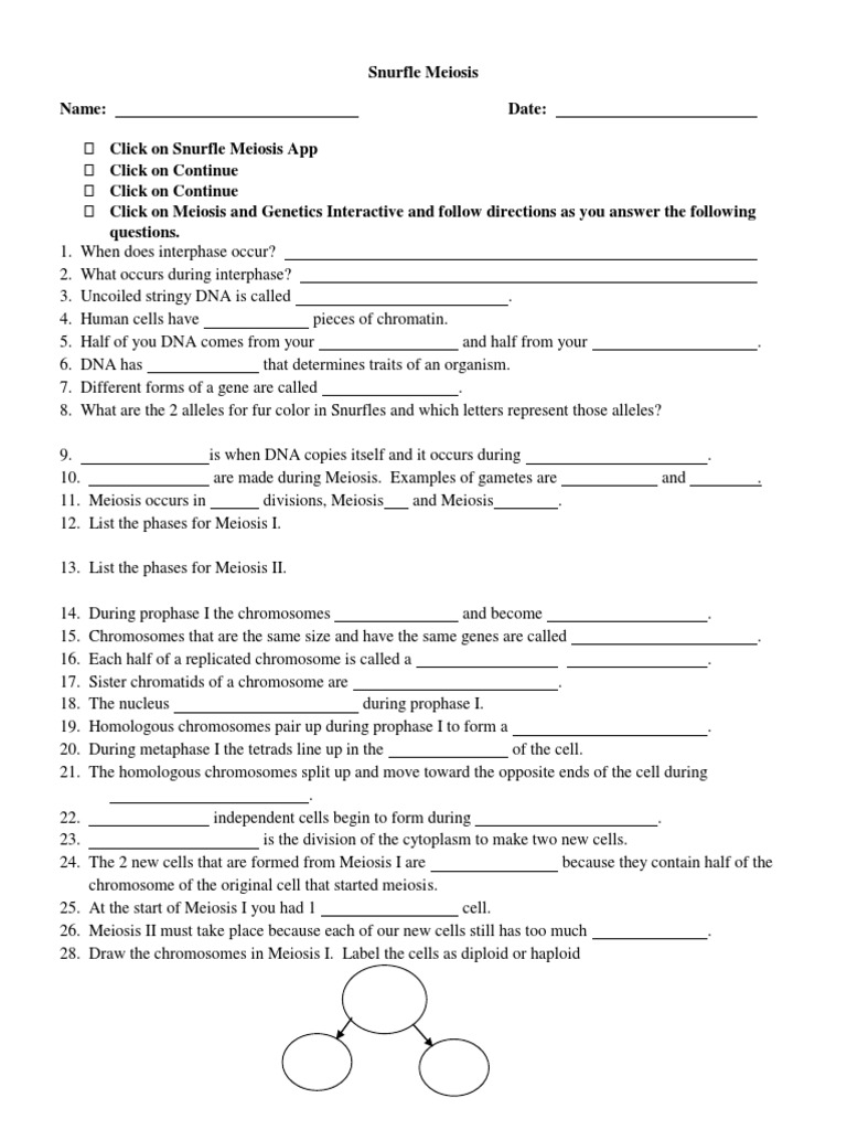 Snurfle Meiosis Interactive Guide | PDF | Meiosis | Chromosome