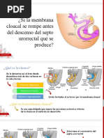 Grados de Evisceración Abdominal | PDF | Abdomen | Especialidades Medicas