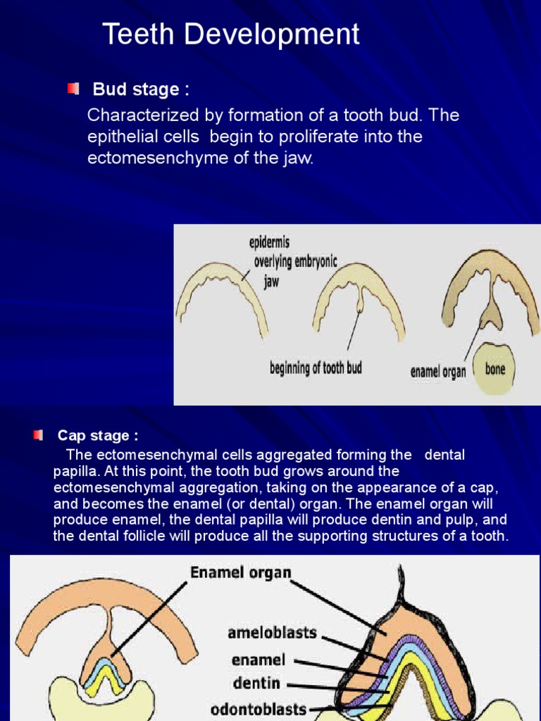 Teeth Development: Bud Stage | PDF | Mouth | Dentistry Branches