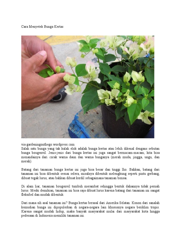 Cara Menyetek Bunga Kertas | PDF | Griya & Taman | Kesehatan Holistik