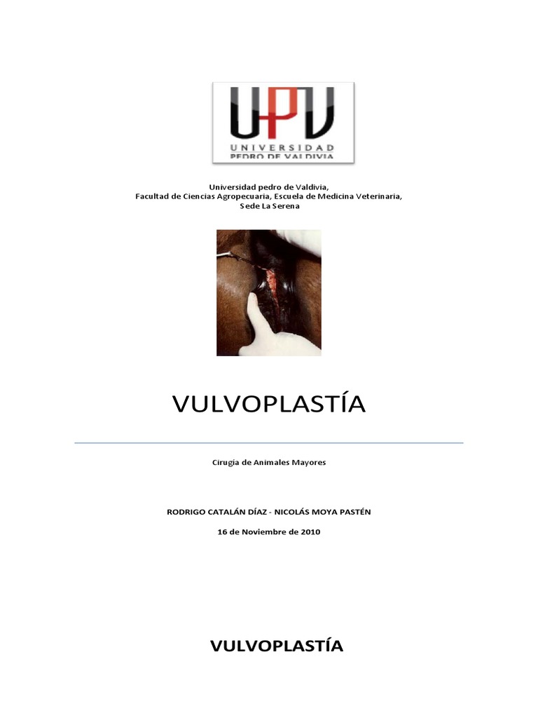 Vulvoplastía en Yeguas: Procedimiento y Cuidados | PDF | Parto ...