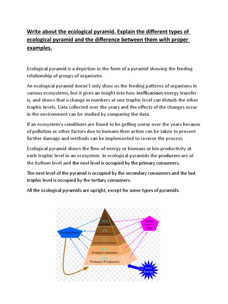 Write About The Ecological Pyramid. Explain The Different Types of ...