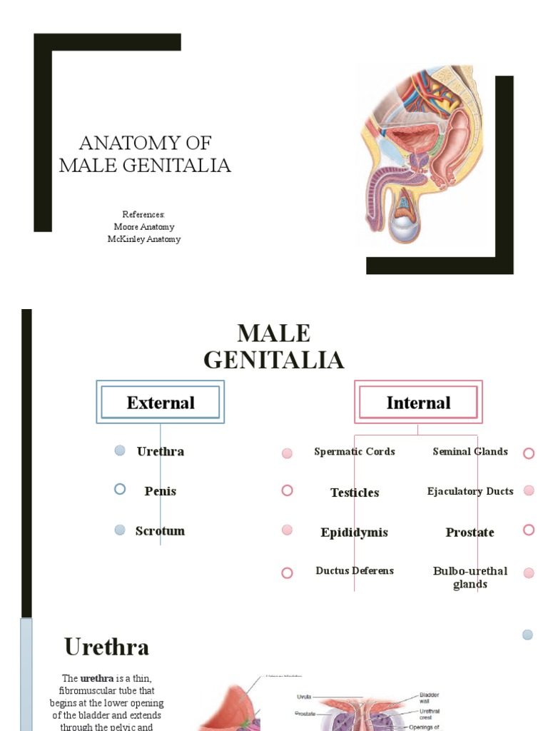 Male Genital Anatomy Overview | PDF | Prostate | Testicle
