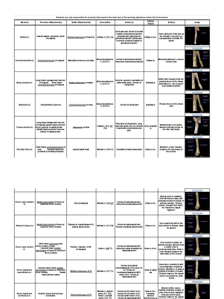 Comprehensive UL MM Table - Sheet1 | PDF | Thumb | Elbow