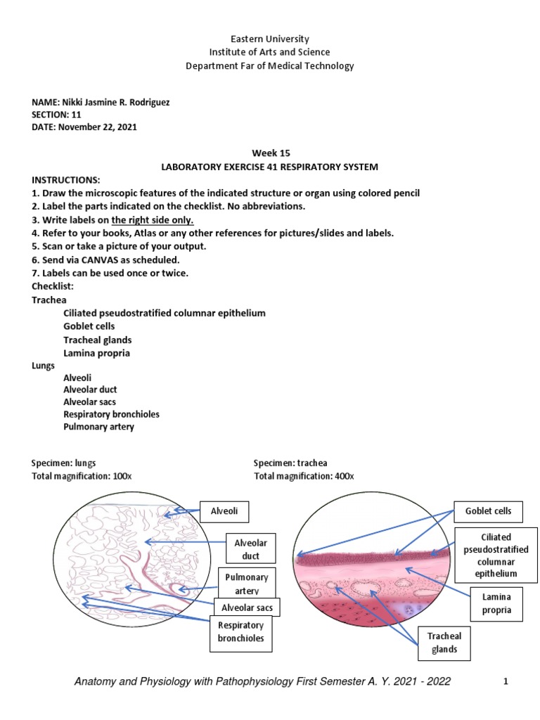 Lab Exercise on Respiratory Structures | PDF | Lung | Respiratory System