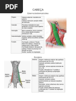 11 - Região Poplítea | PDF | Joelho | Anatomia humana