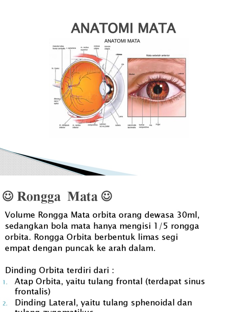 Anatomi Mata | PDF