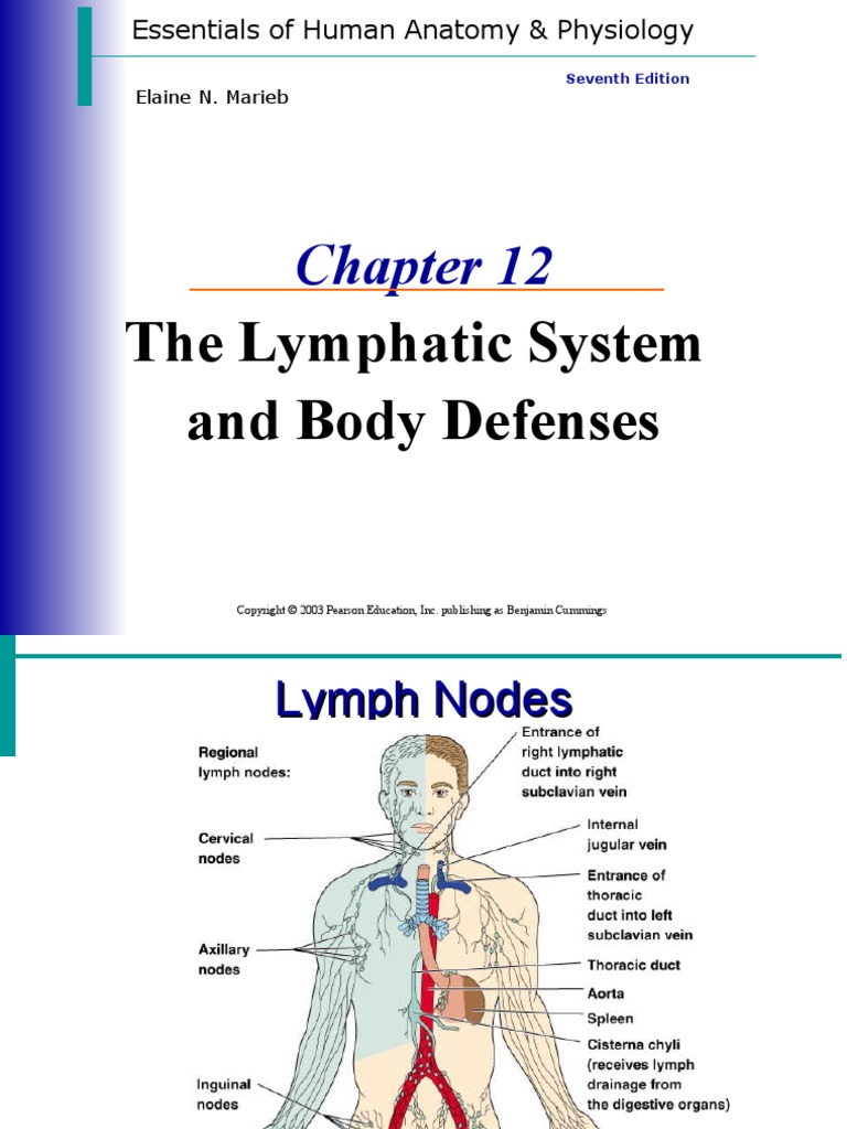 The Lymphatic System and Body Defenses: Elaine N. Marieb | PDF ...