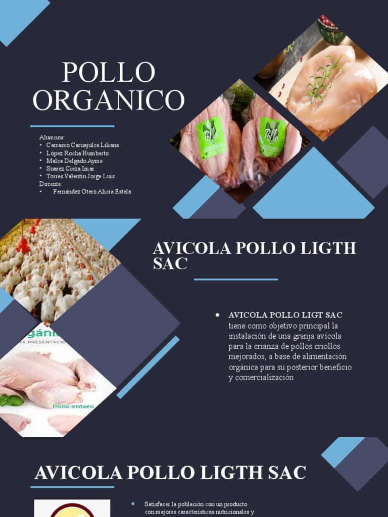 Pollo Organico | Descargar gratis PDF | Carne | Avicultura