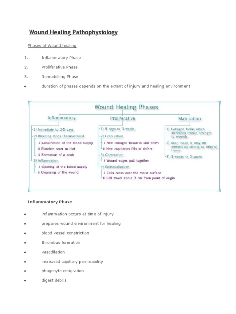Wound Healing Pathophysiology: Inflammatory Phase | PDF | Injury ...