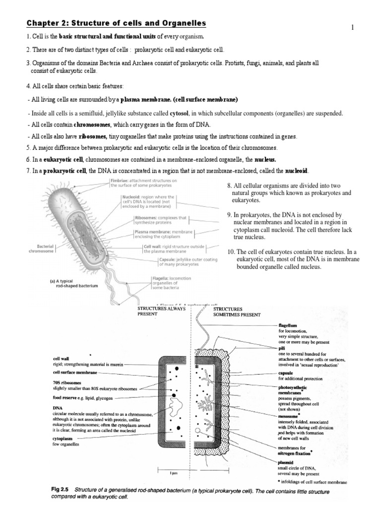 Chapter 2: Structure of Cells and Organelles | PDF | Endoplasmic ...