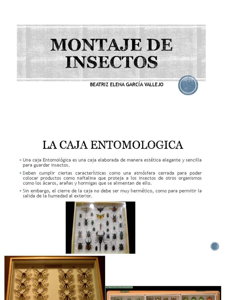 Montaje de Insectos | PDF | Insectos