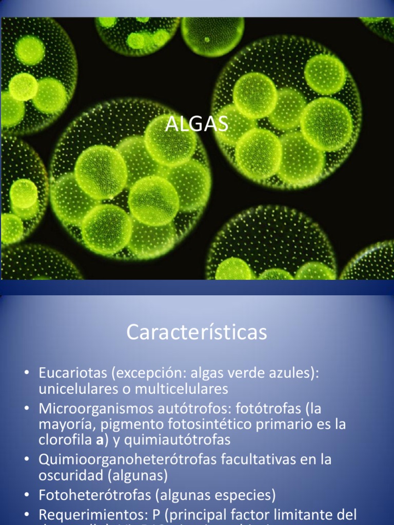 Algas | PDF | Algas | Cianobacterias