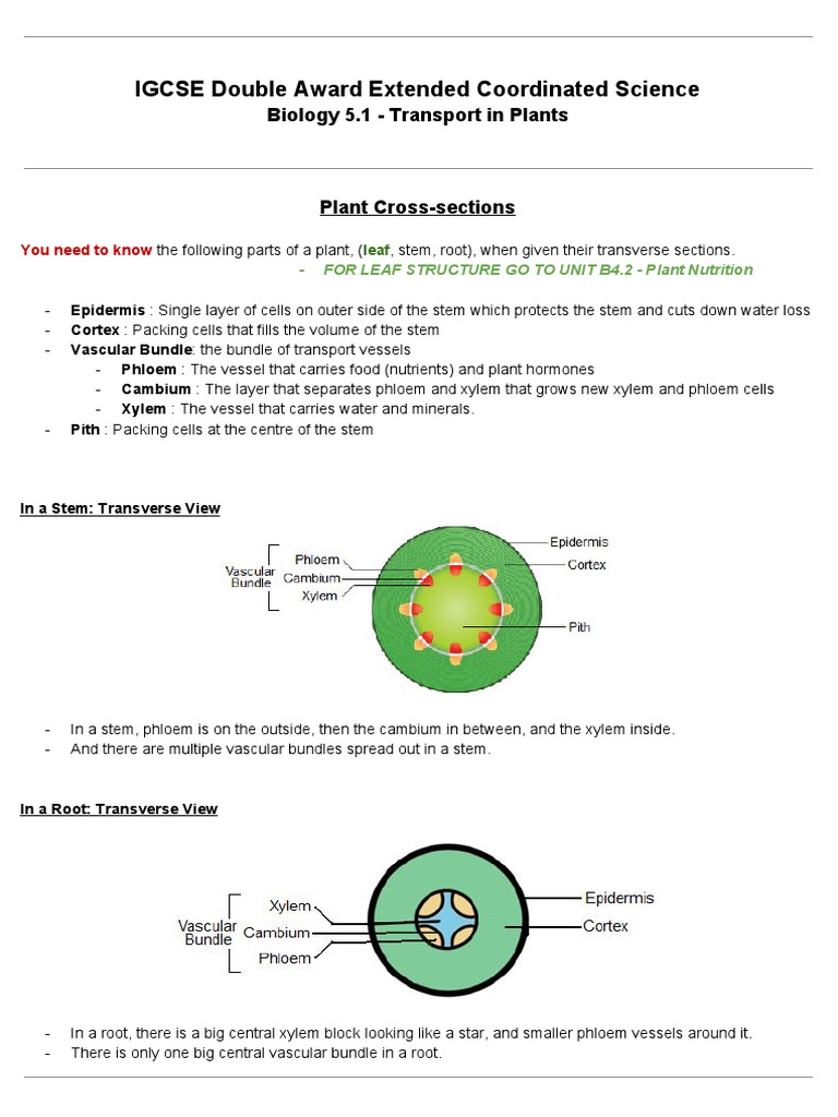 Transport in Plants | Download Free PDF | Plant Stem | Root
