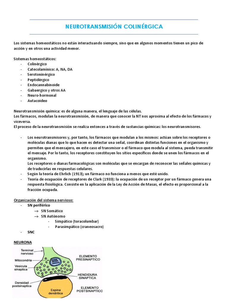 Neurotransmisión Colinérgica | PDF | Acetilcolina | Sinapsis