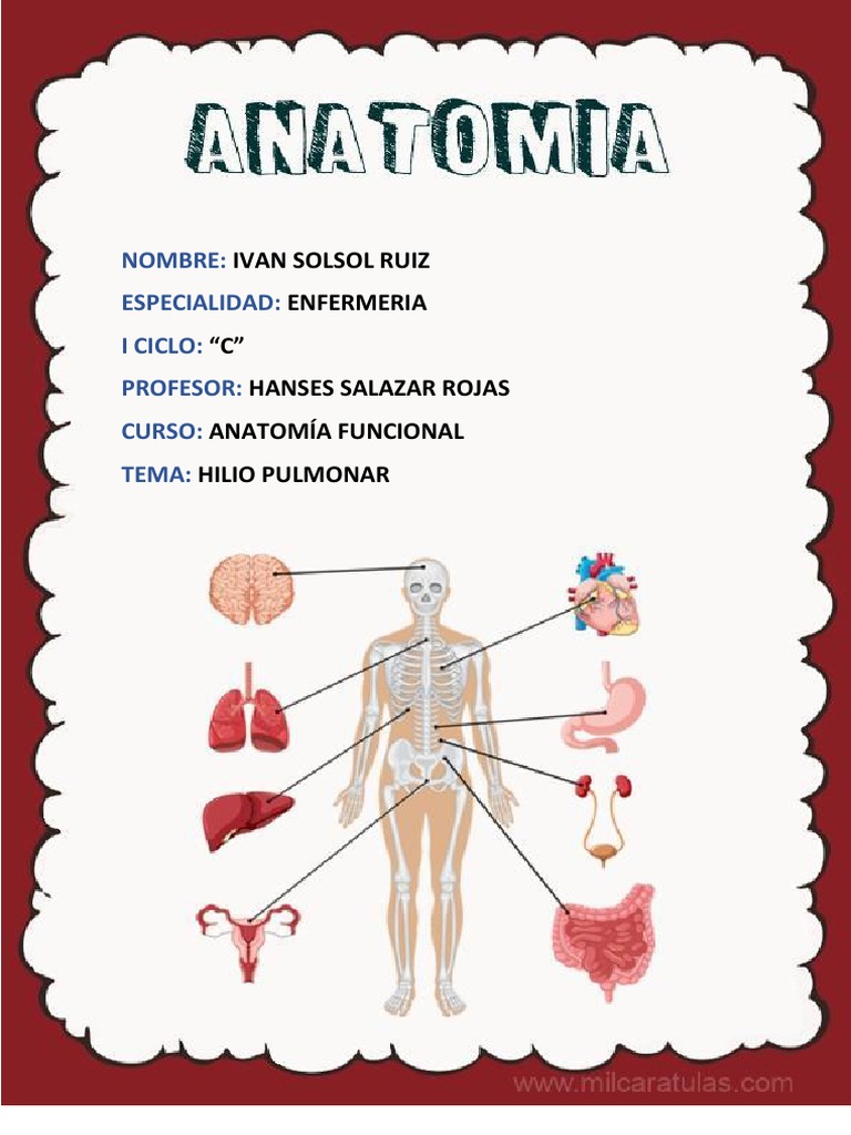 Anatomía y Funciones del Hilio Pulmonar | PDF | Pulmón | Tórax ...