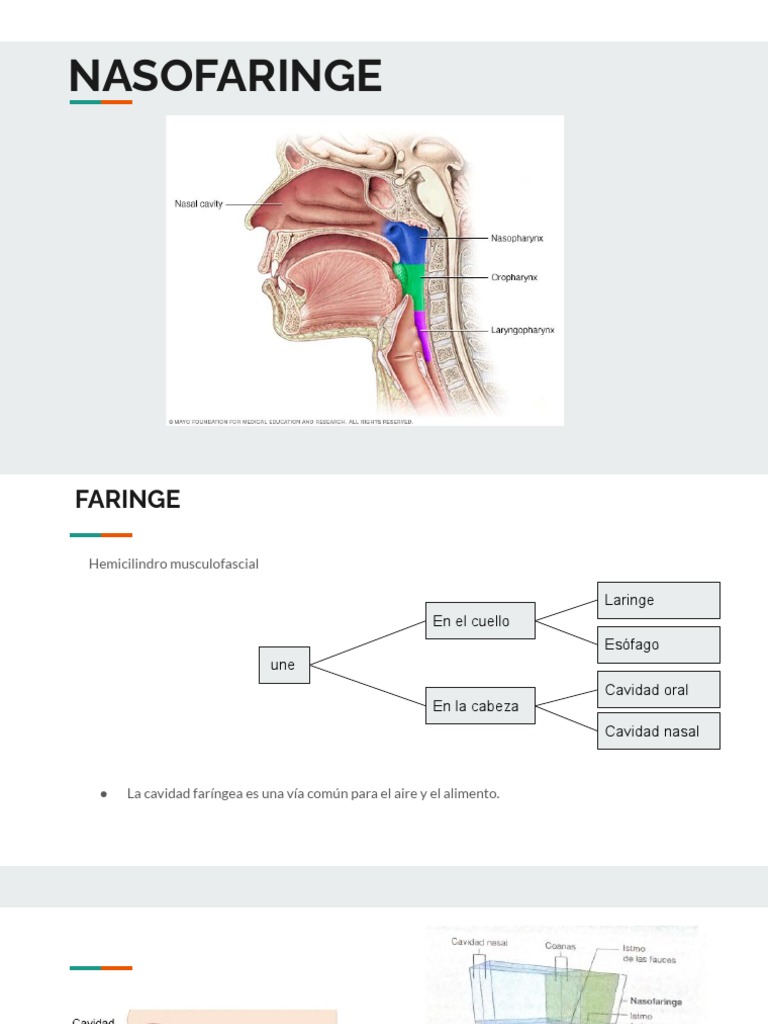 NASOFARINGE | PDF | Lengua | Sistema respiratorio