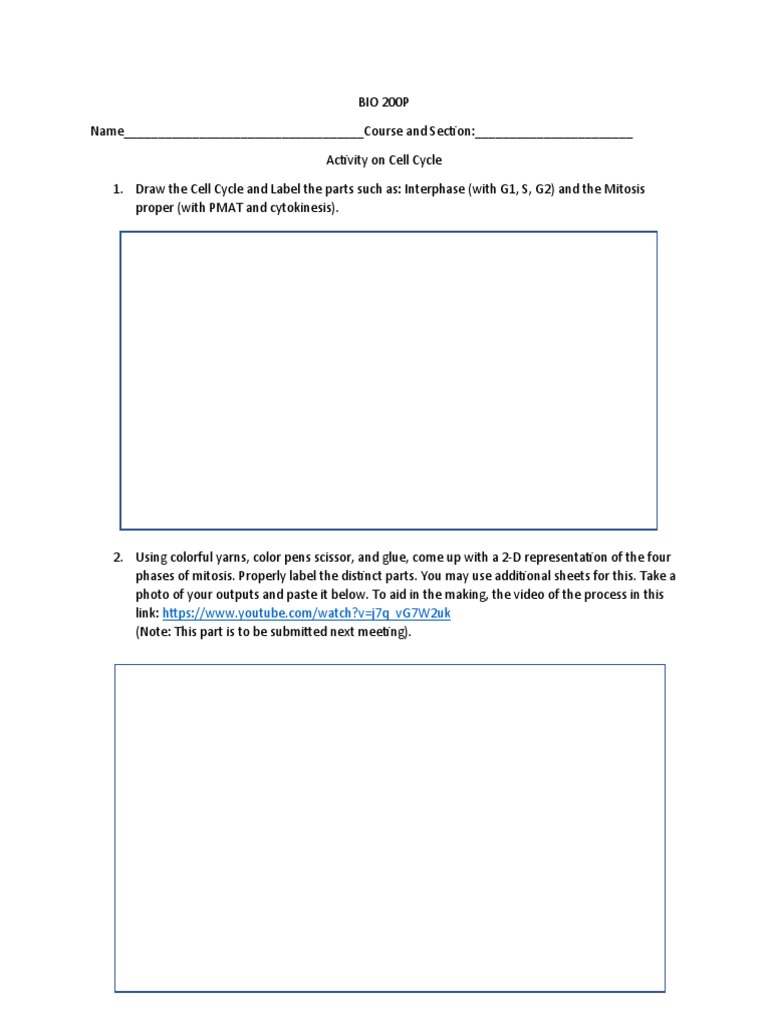 Cell Cycle Activity | PDF