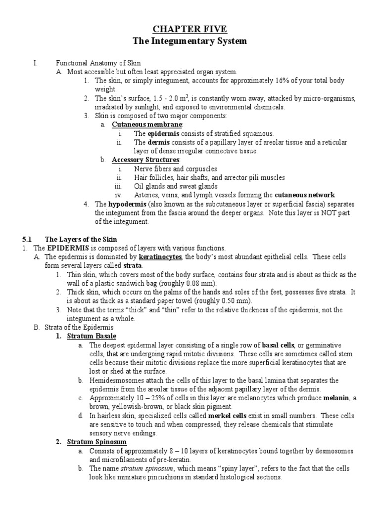 Integumentary System Outline | PDF | Skin | Integumentary System