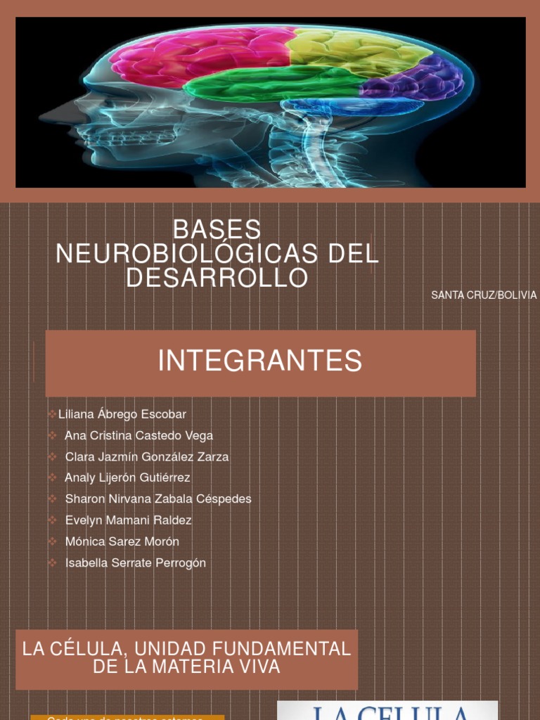 Diapositiva de Bases Neurobiológicas Del Desarrollo | PDF | Biología | Reproducción