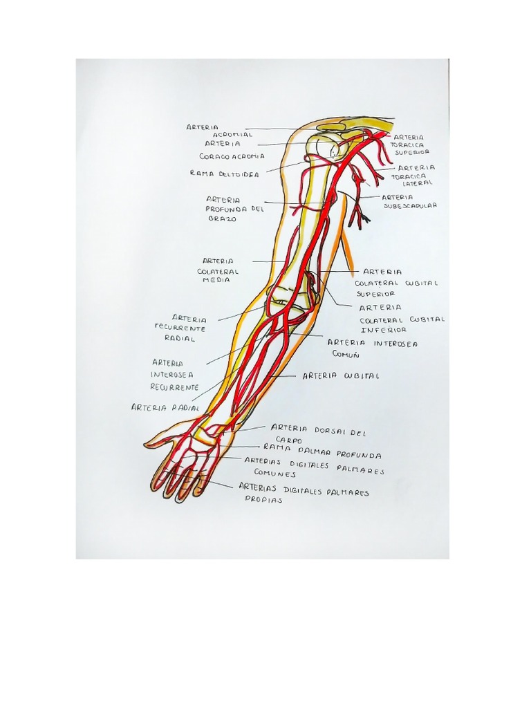 Arterias Miembro Superior | PDF