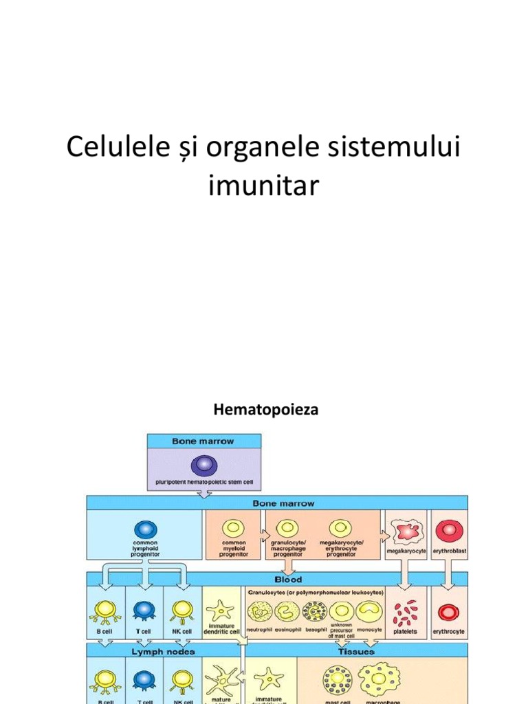 Celulele Si Organele Sistemului Imunitar | PDF