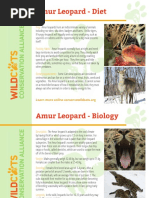 Amur Leopard English Presentation | PDF | Endangered Species | Leopard