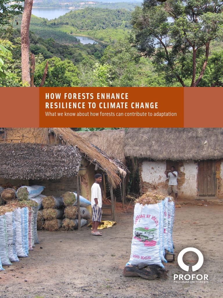 How Forests Enhance Resilience To Climate Change What We Know About How ...