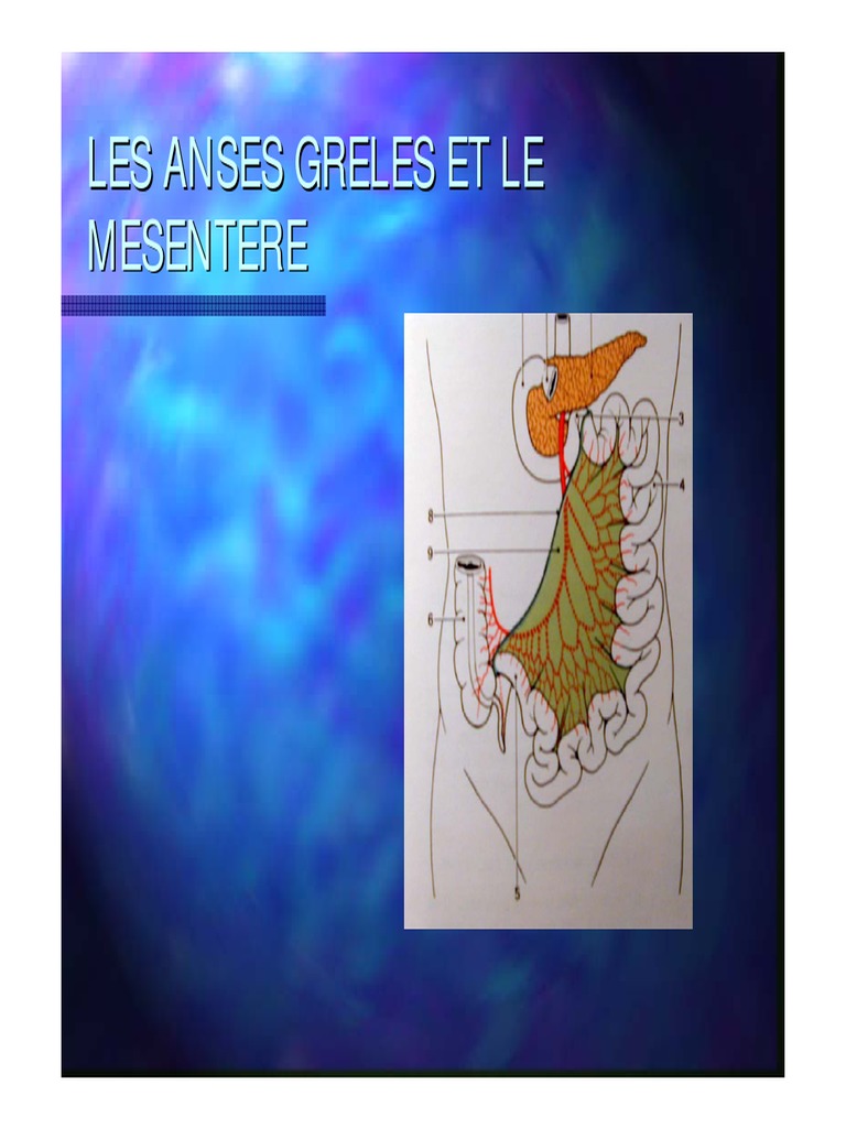 Anses Greles 1 Page | PDF | Pancréas | Angiologie